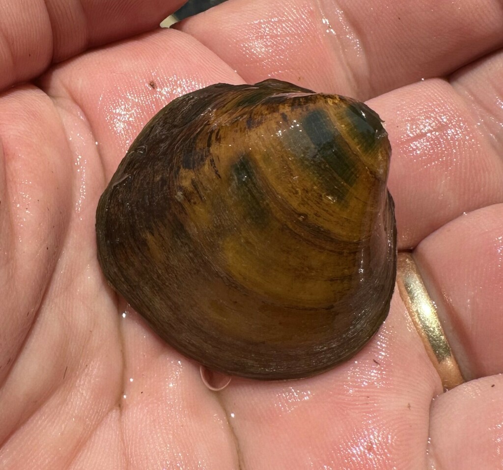 Pimpleback from Bear Creek, mouth of Rock Creek, Colbert County, AL ...