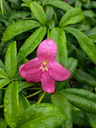 Lemonia (Ravenia spectabilis) · iNaturalist United Kingdom