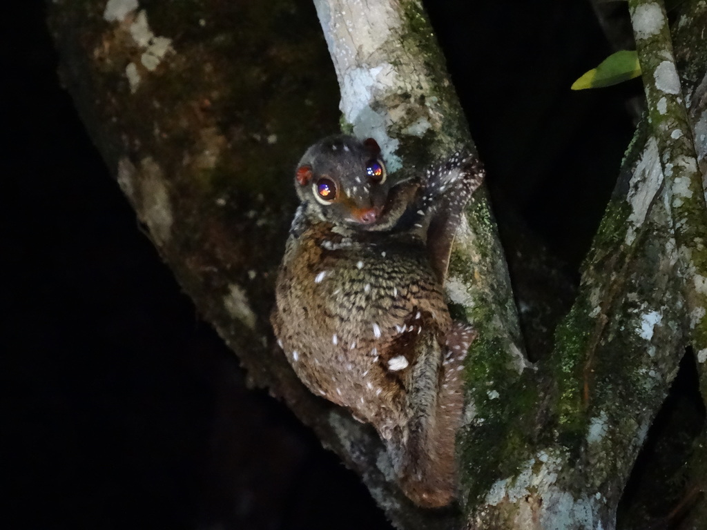 Sunda Colugo (Galeopterus variegatus) - Know Your Mammals