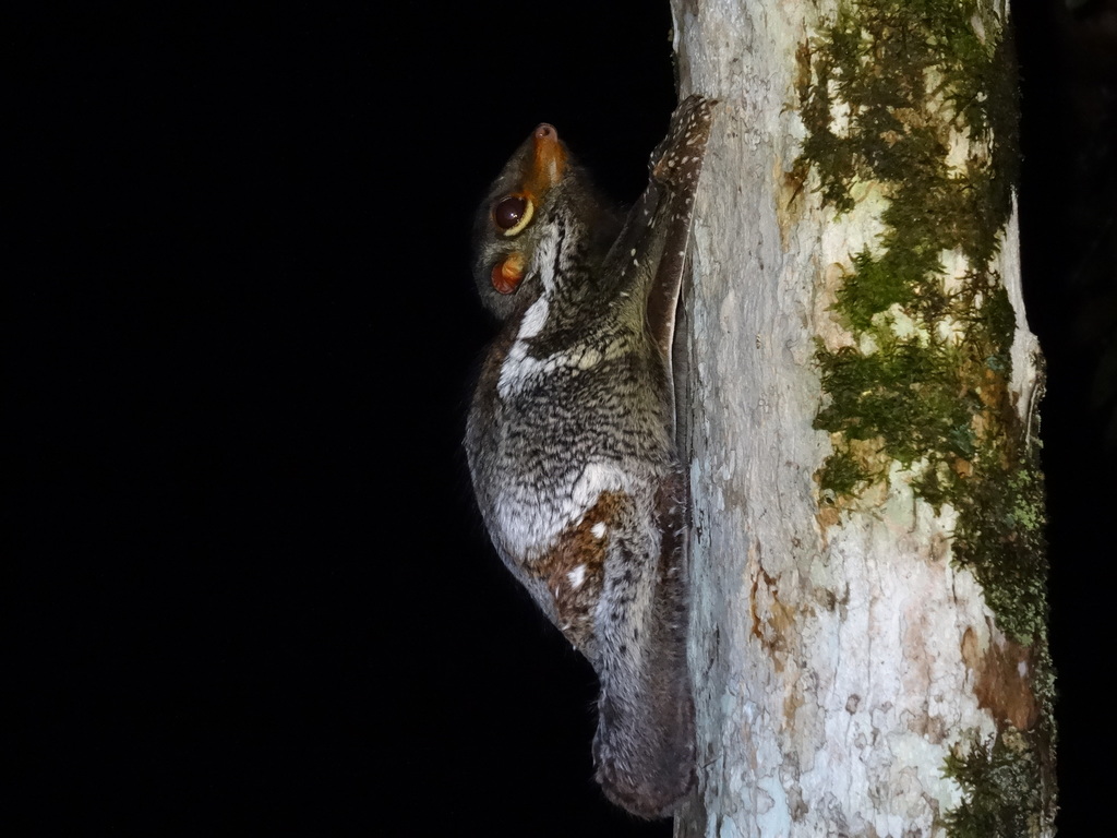 Sunda Colugo (Galeopterus variegatus) - Know Your Mammals