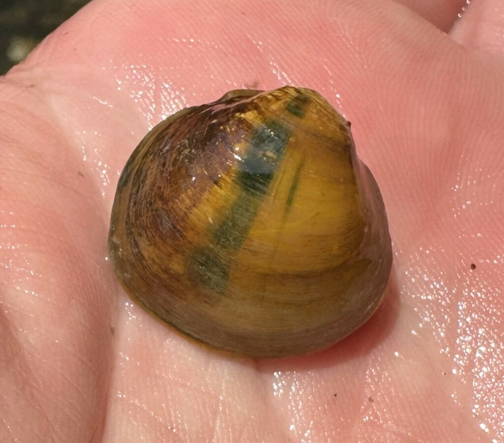 Pimpleback from Bear Creek, mouth of Rock Creek, Colbert County, AL ...