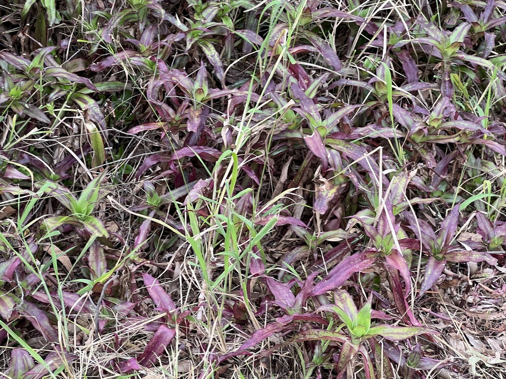 False Bromeliad Plant in July 2023 by Ian Parsons · iNaturalist