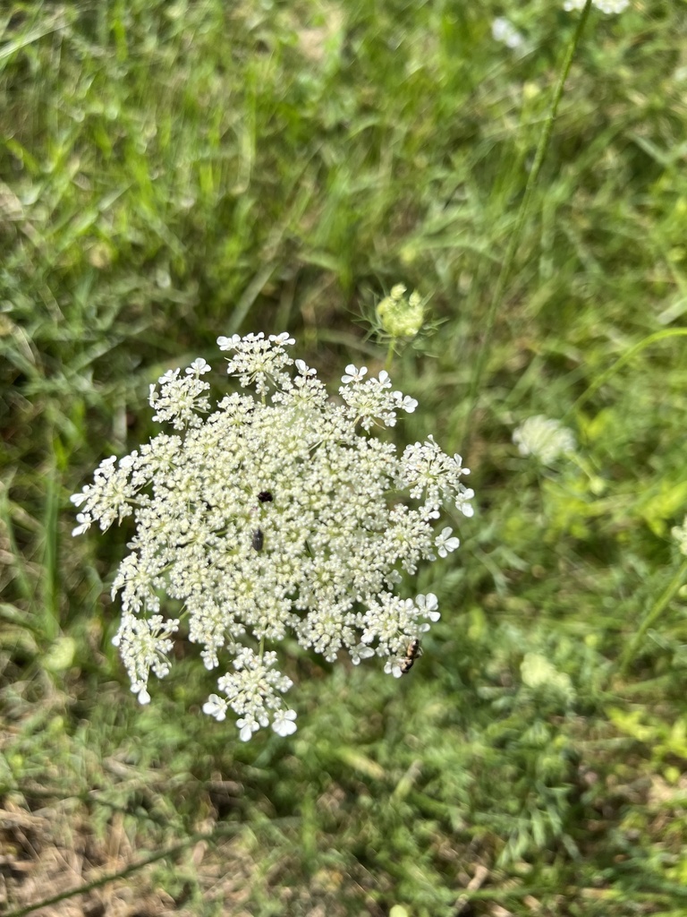 wild carrot from Federalsburg Hwy, Federalsburg, MD, US on July 15 ...