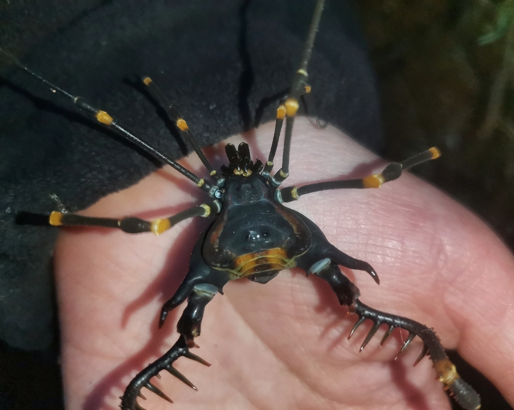 Sadocus ingens from Purén, Araucanía, Chile on July 17, 2023 at 01:00 ...