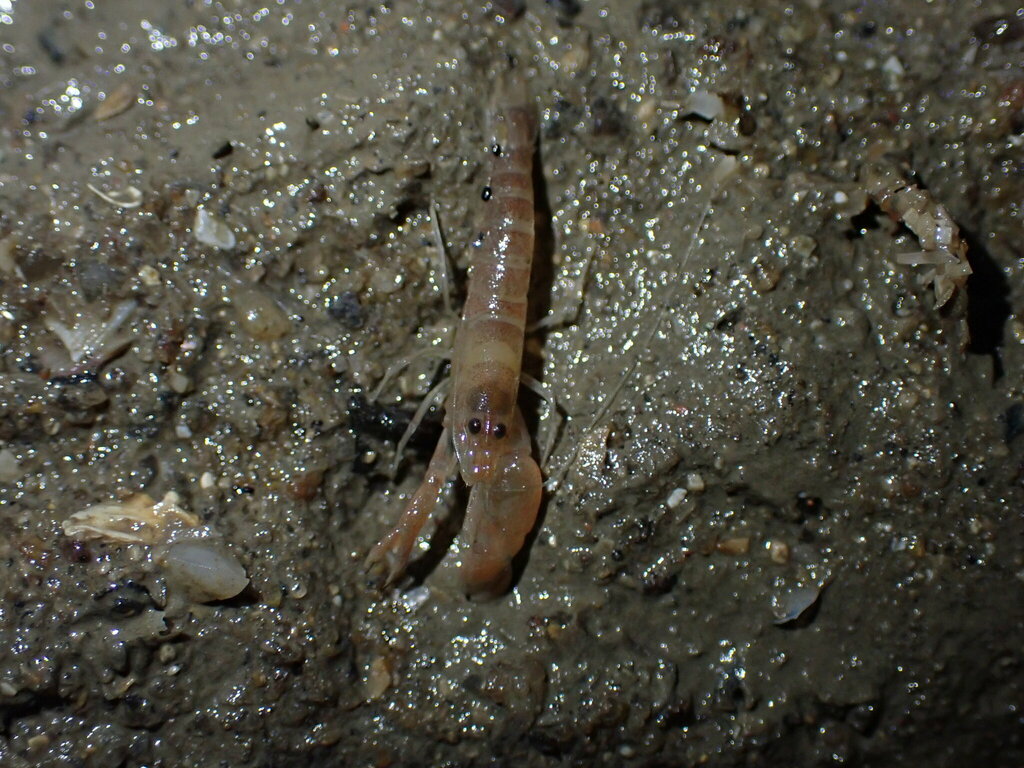 Alpheus from 福建省厦门市思明区环岛东路F5QX+CQ9 邮政编码: 361016 on June 18, 2023 by ...