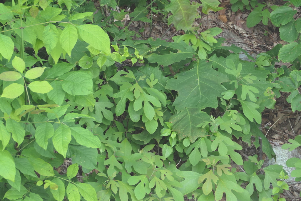 sassafras from Rappahannock County, VA, USA on June 17, 2023 at 02:55 ...