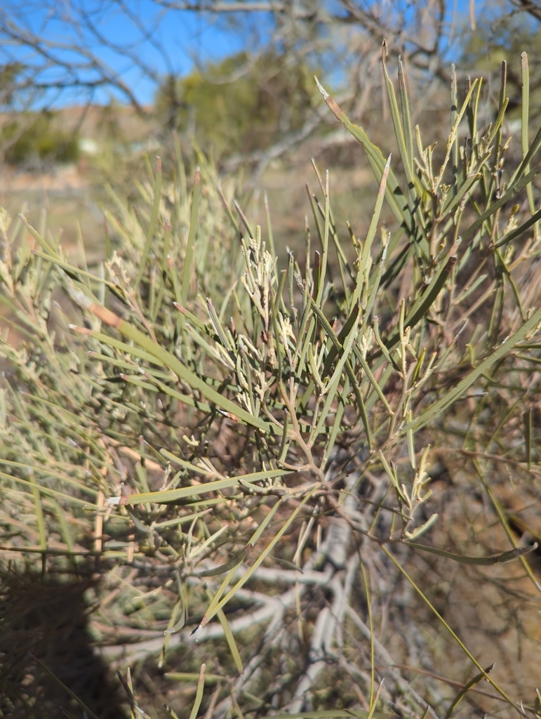 Shrubby Wattle from Desert Springs NT 0870, Australia on July 19, 2023 ...
