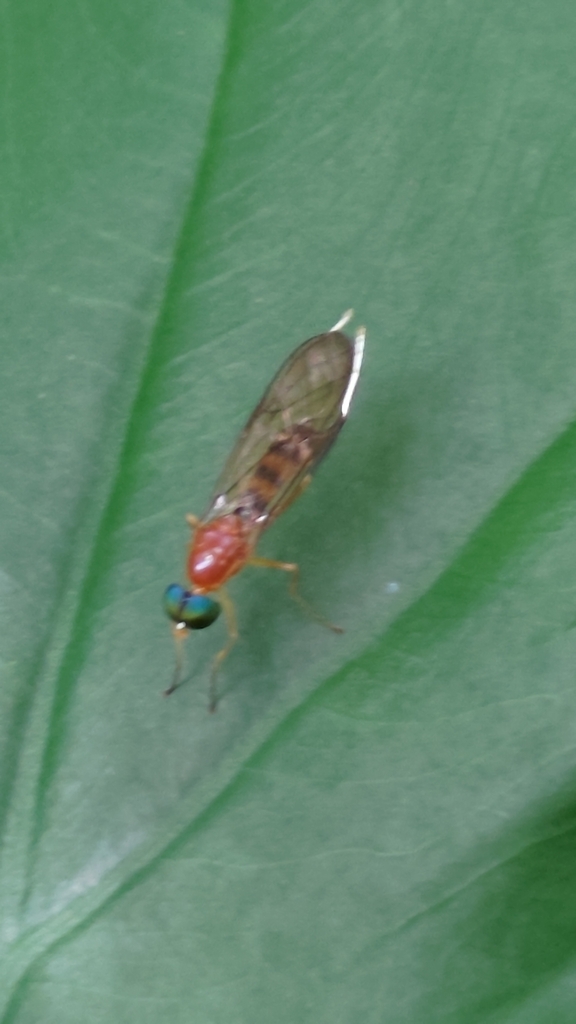 Ptecticus australis from Yulin, TW-TA, TW on July 19, 2023 at 11:15 AM ...