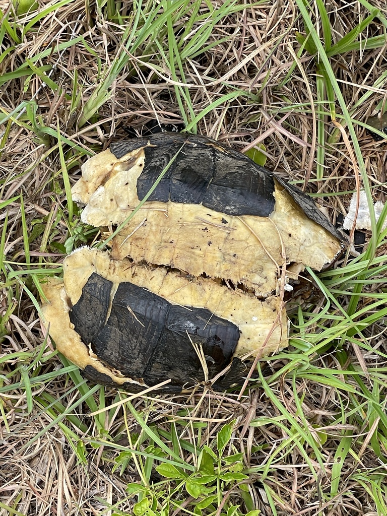 Common Snapping Turtle from Swanquarter, NC, US on July 17, 2023 at 01: ...