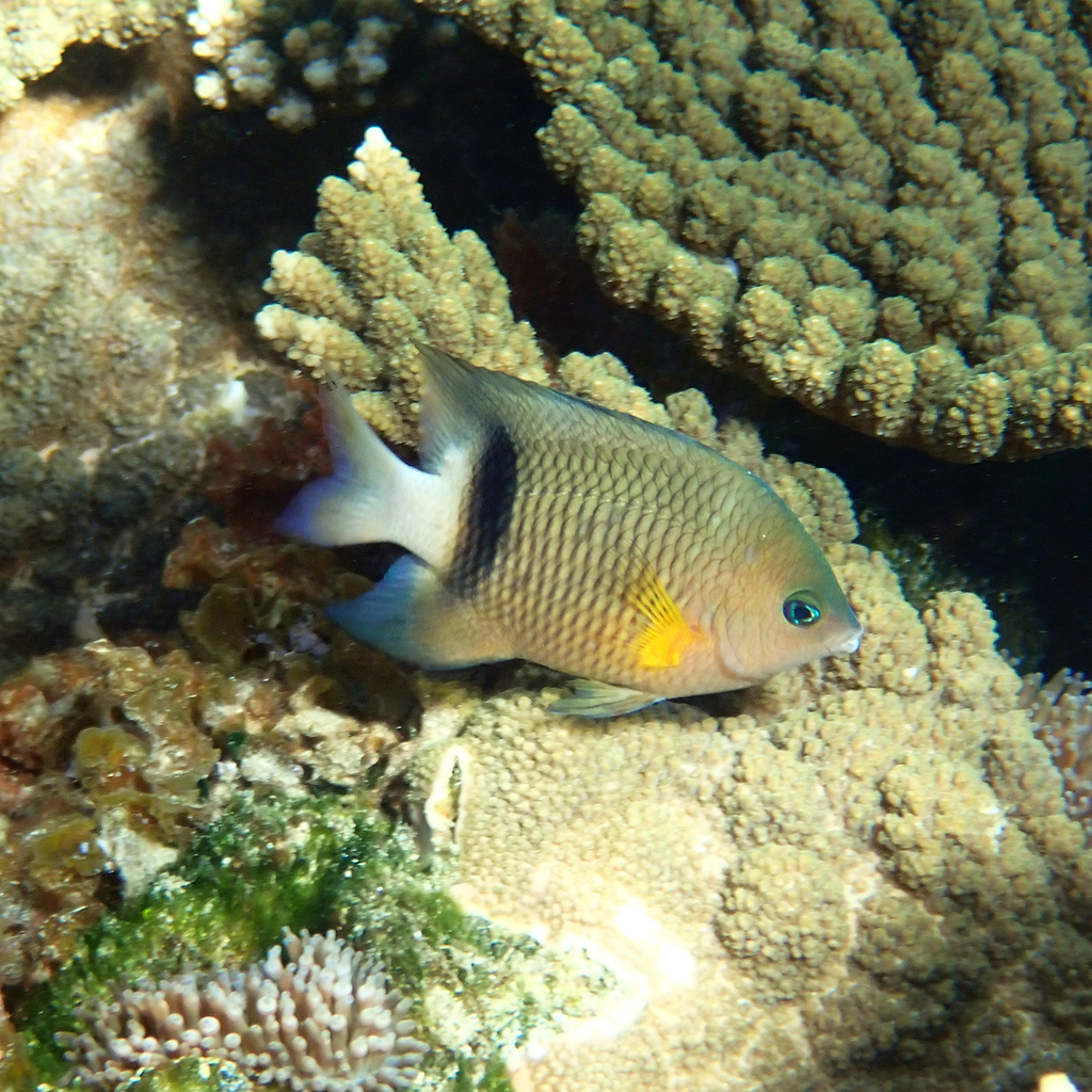 Blackbar Damselfish from Slaughter Bay, Kingston 2899, Norfolk Island ...