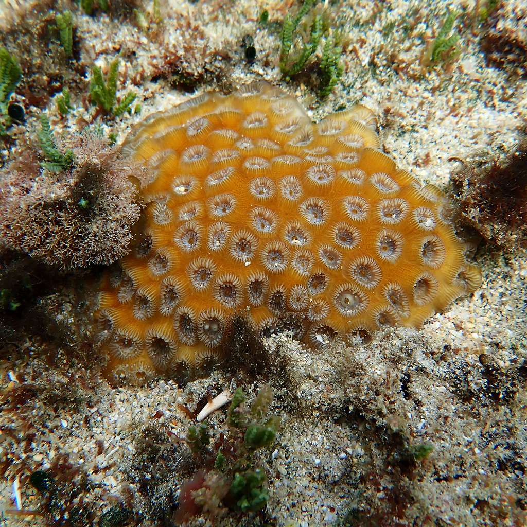 Astrea curta from Slaughter Bay, Kingston 2899, Norfolk Island on July ...