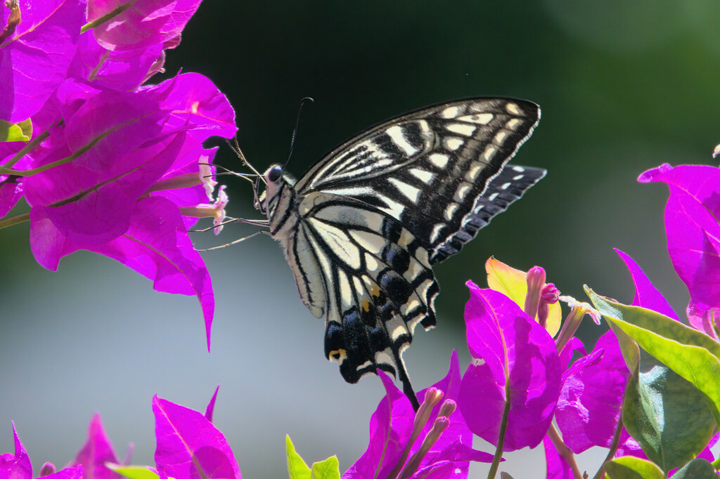 Chinese Yellow Swallowtail from Kauai County, HI on March 3, 2023 at 02 ...