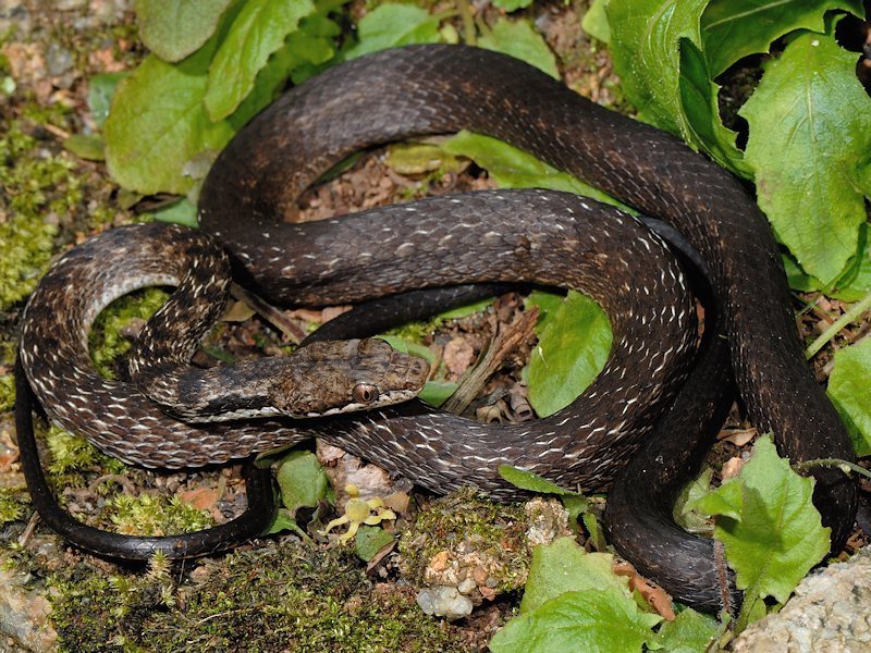 Seychelles Wolf Snake (Lycognathophis seychellensis) - Snakes and Lizards