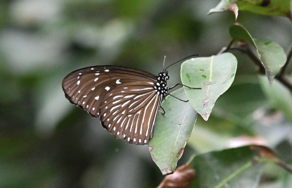 Striped Blue Crow Butterfly from 龍鼓灘 on July 19, 2023 at 02:22 PM by ...