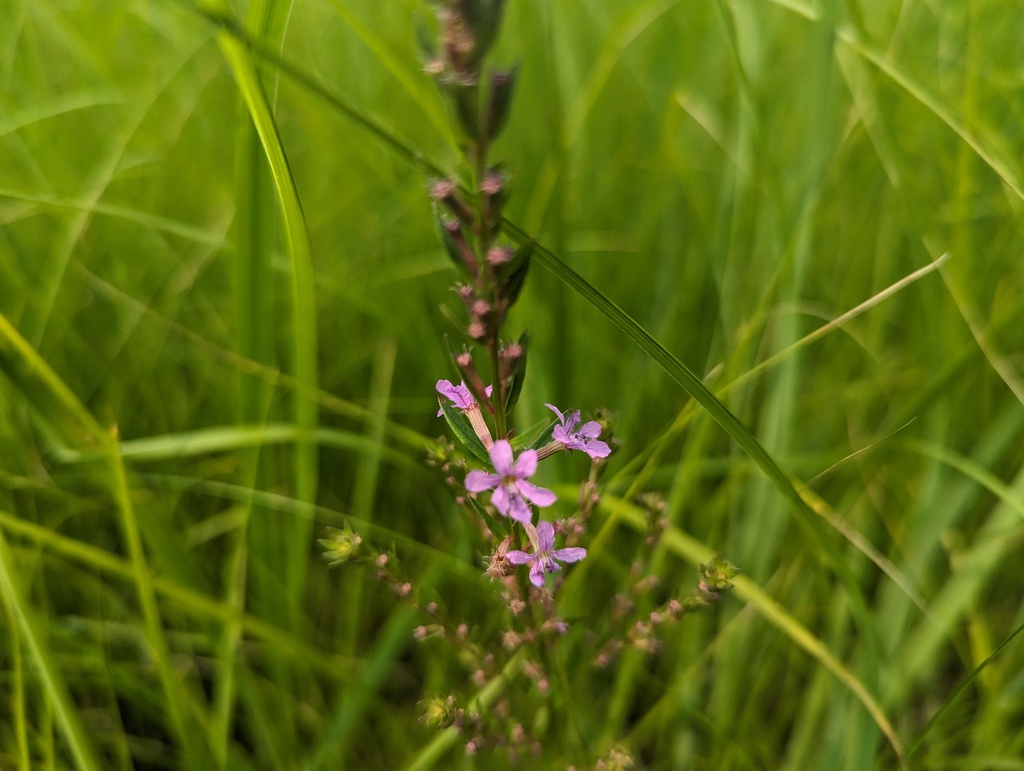 Winged Loosestrife in July 2023 by Ryan Sorrells · iNaturalist