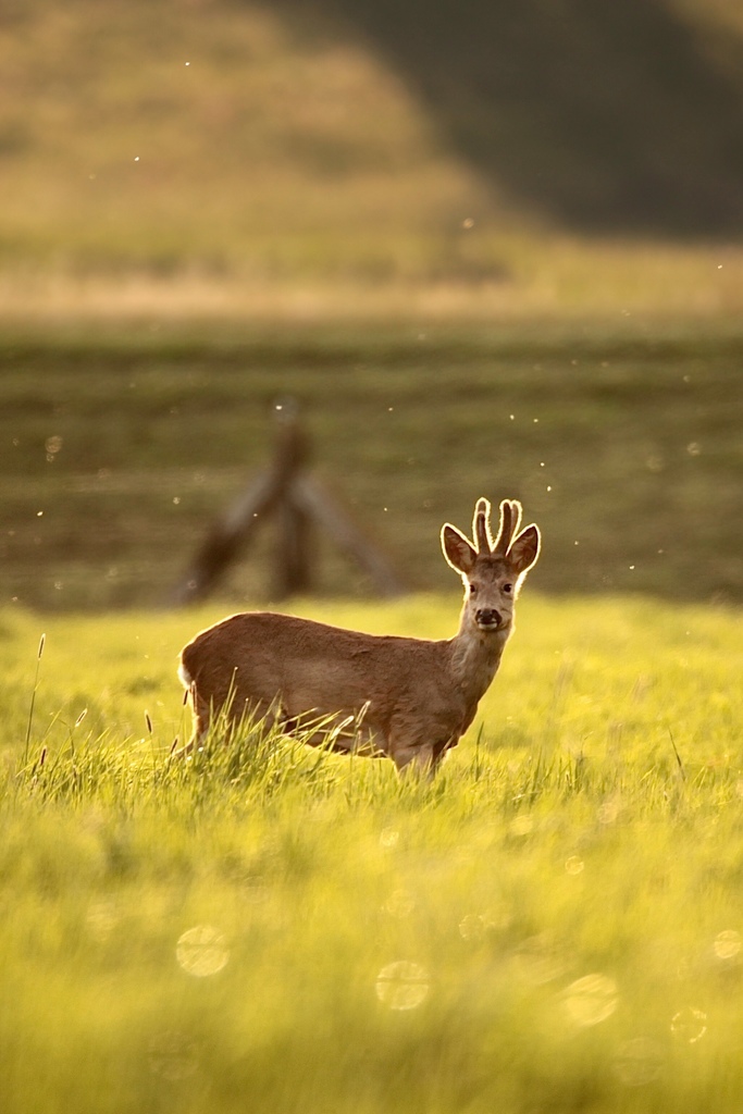 Roe Deer (Capreolus) - Know Your Mammals