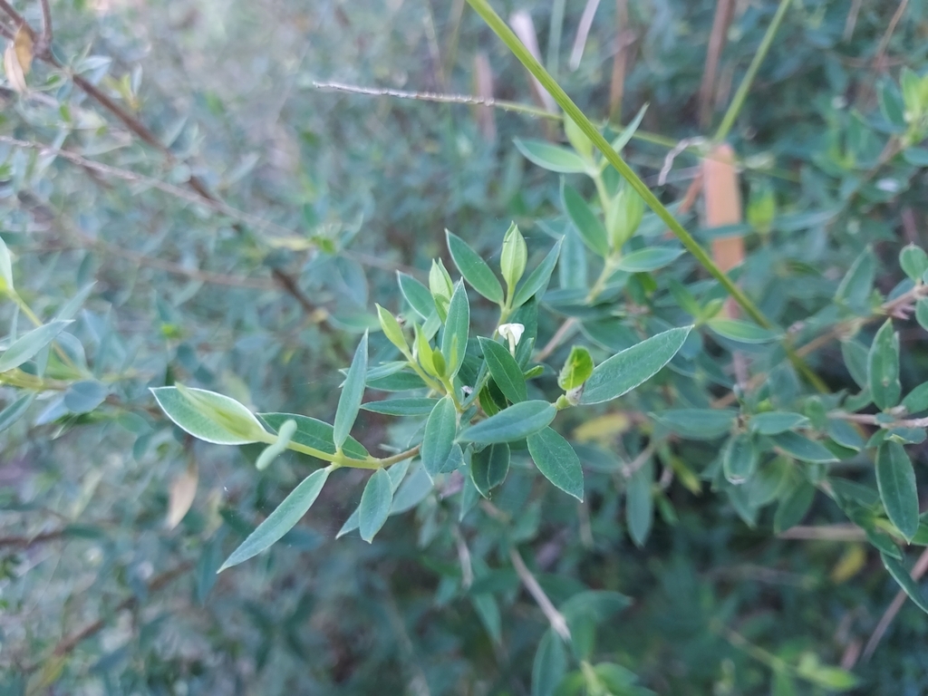 riceflowers from Tregony QLD 4370, Australia on July 19, 2023 at 09:26 ...