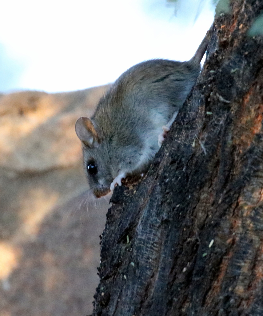 Black-tailed Acacia Rat from ZF Mgcawu District Municipality, South ...