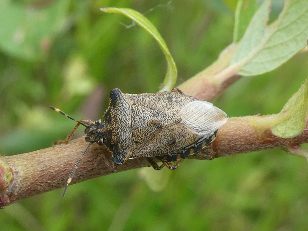 Bronze Shield Bug from Dudley, UK on July 18, 2023 at 10:38 AM by ...