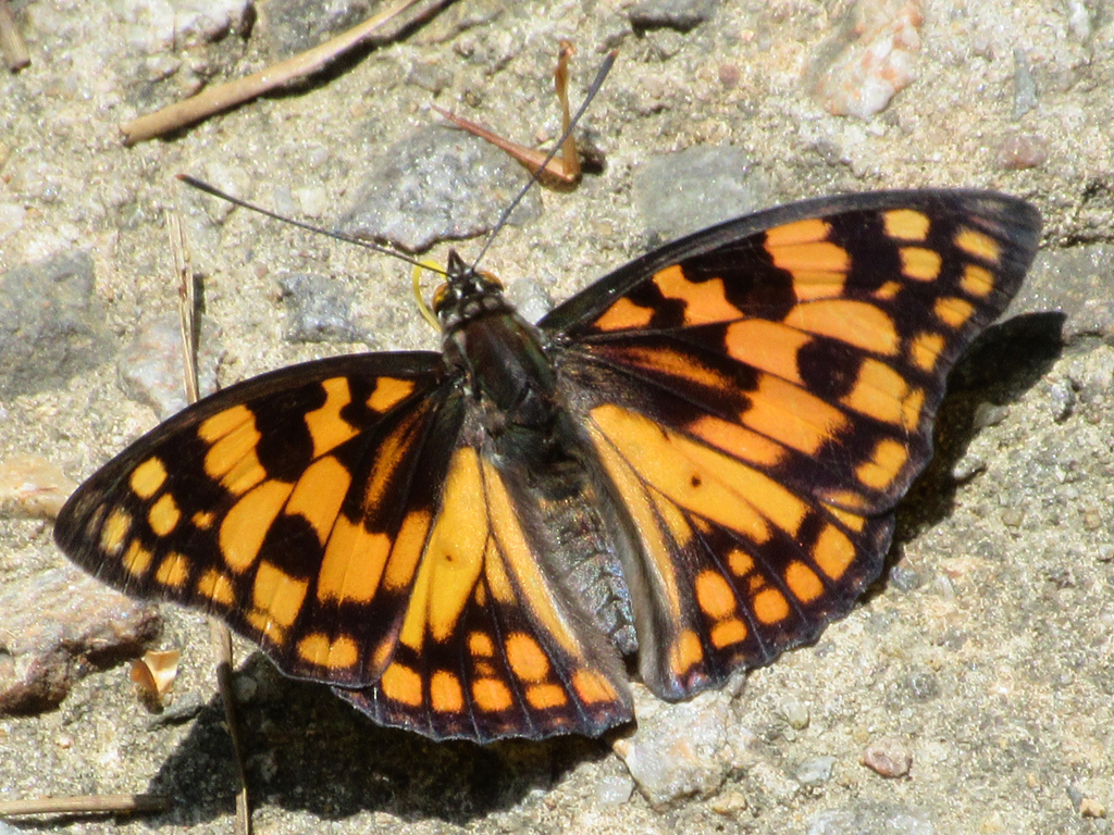 Sephisa princeps from 흑성산 on July 19, 2023 by onidiras-iNaturalist ...