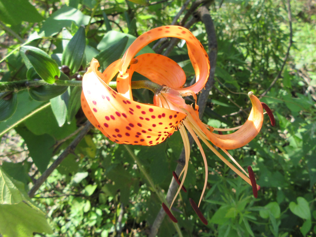 tiger lily from 흑성산 on July 19, 2023 by onidiras-iNaturalist. https ...