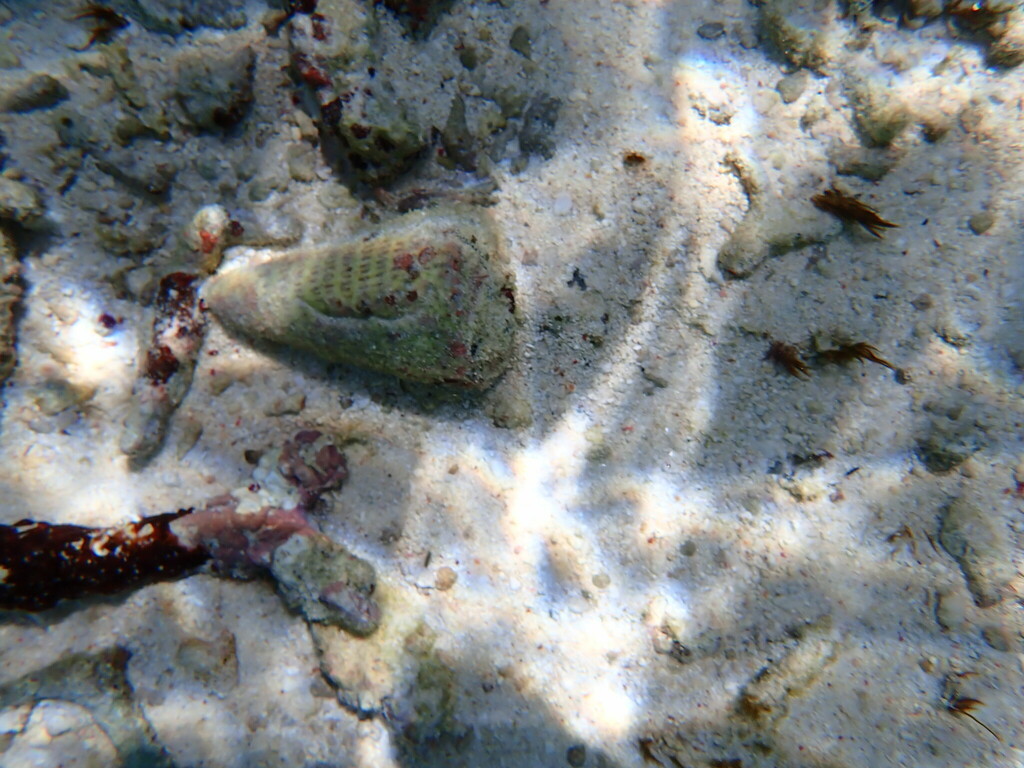 Lettered Cone from Aceh Singkil, ID-AC, ID on July 2, 2023 at 05:03 AM ...