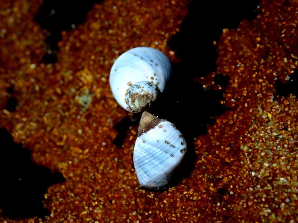 Little Blue Periwinkle from Bateau Bay Beach, NSW, Australia on July 19 ...