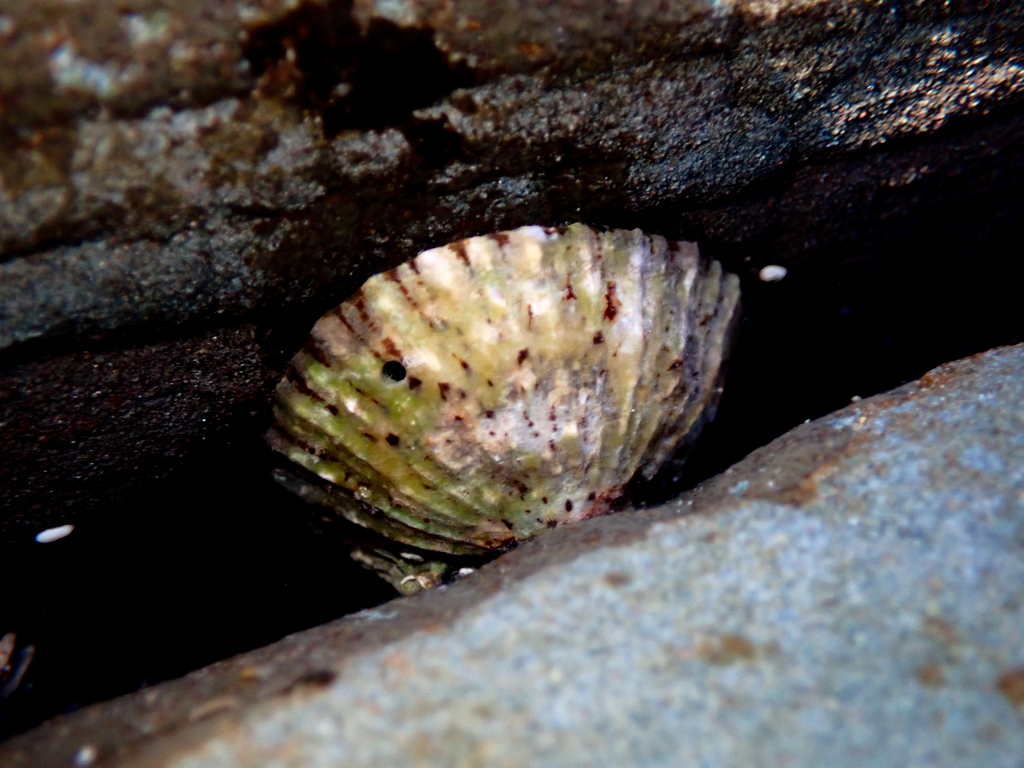 Variegated limpet from Bateau Bay Beach, NSW, Australia on July 19 ...