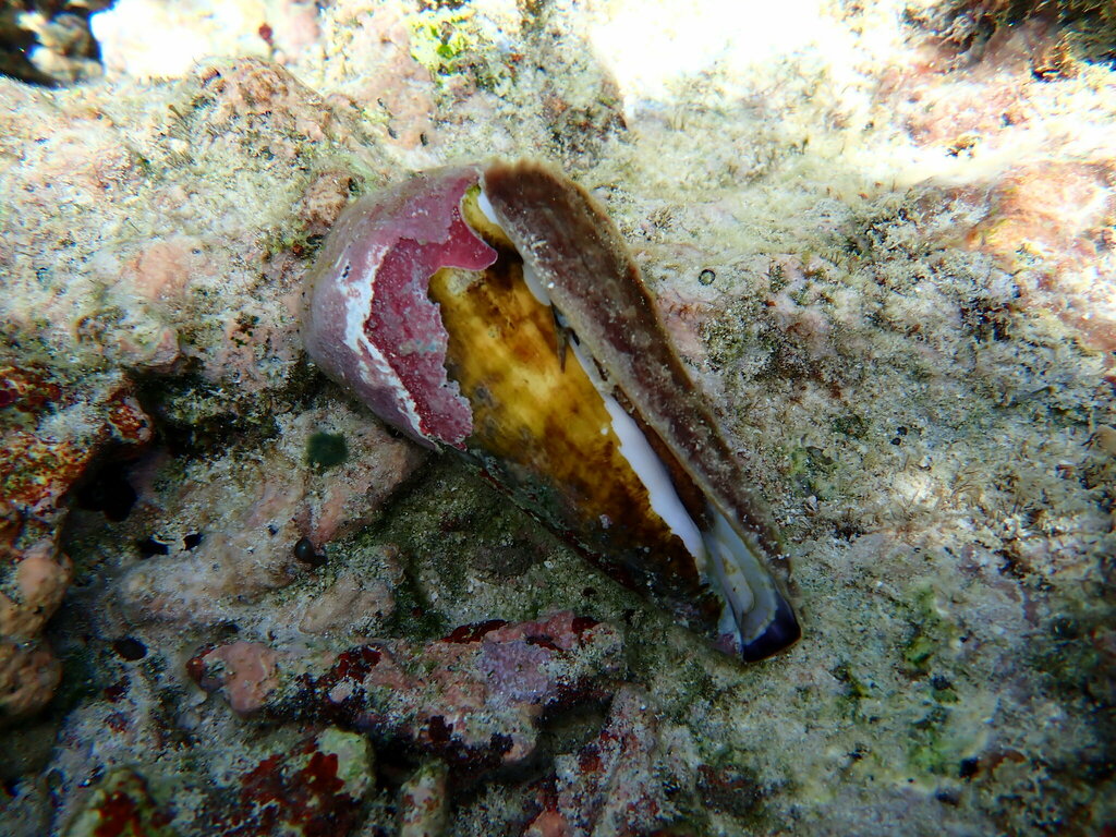 Distant Cone from Aceh Singkil, ID-AC, ID on July 3, 2023 at 05:11 AM ...