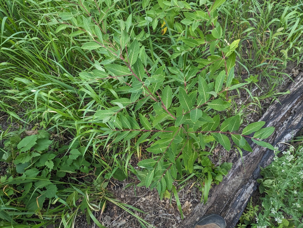 hemp dogbane in July 2023 by Ryan Sorrells · iNaturalist