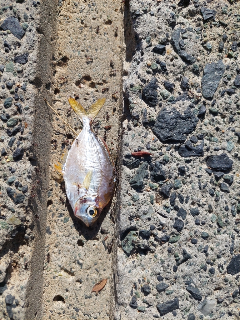 Ornate Ponyfish from Ocean View QLD 4521, Australia on July 19, 2023 at ...