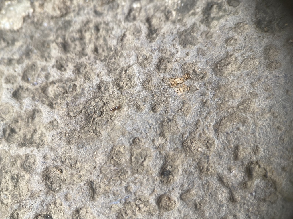 Rover Ants from Maui's Garden of Eden, Haiku, HI, US on July 18, 2023 ...