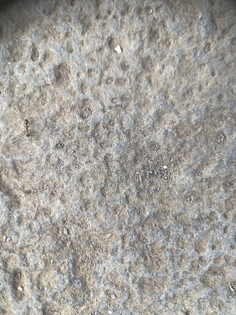 African Big-headed Ant from Maui's Garden of Eden, Haiku, HI, US on ...