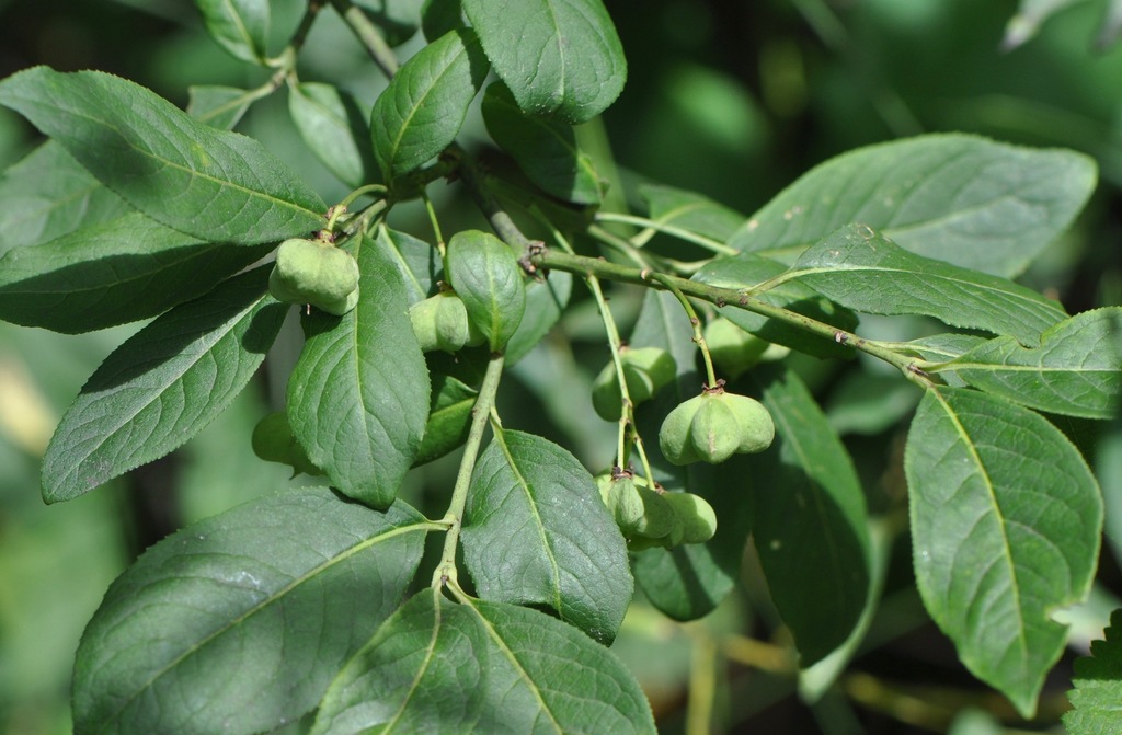 Spindle from Horw, Schweiz on July 14, 2023 at 11:00 AM by Annette ...