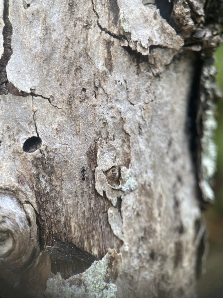 Copper-bellied Ant from Maui's Garden of Eden, Haiku, HI, US on July 18 ...