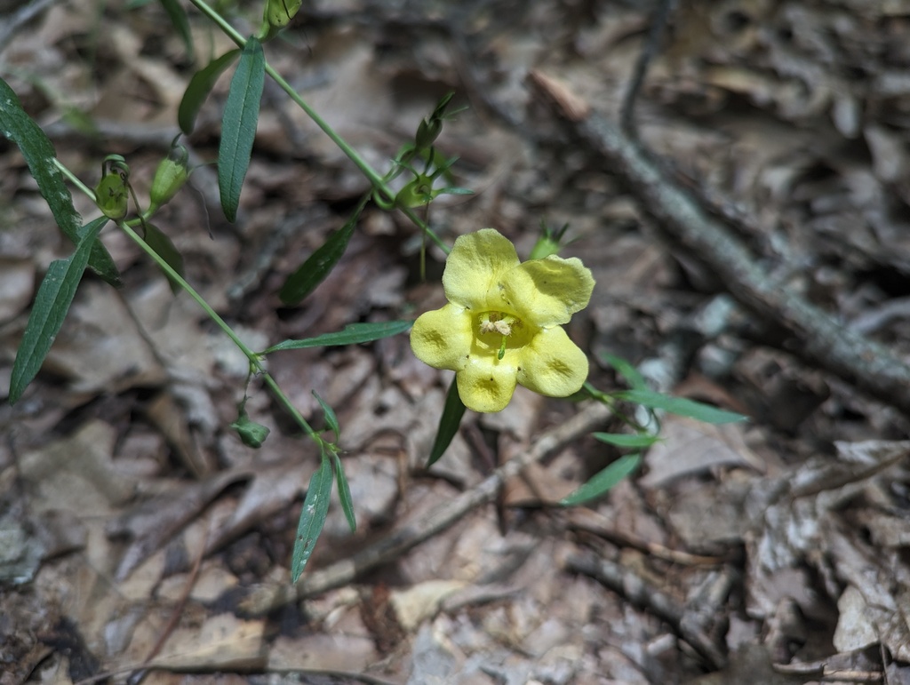 smooth yellow false foxglove in July 2023 by Ryan Sorrells · iNaturalist