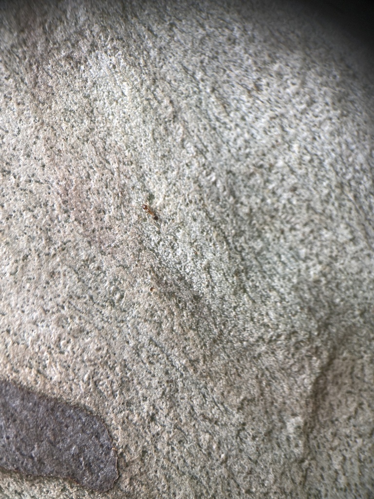 African Big-headed Ant from Maui's Garden of Eden, Haiku, HI, US on ...