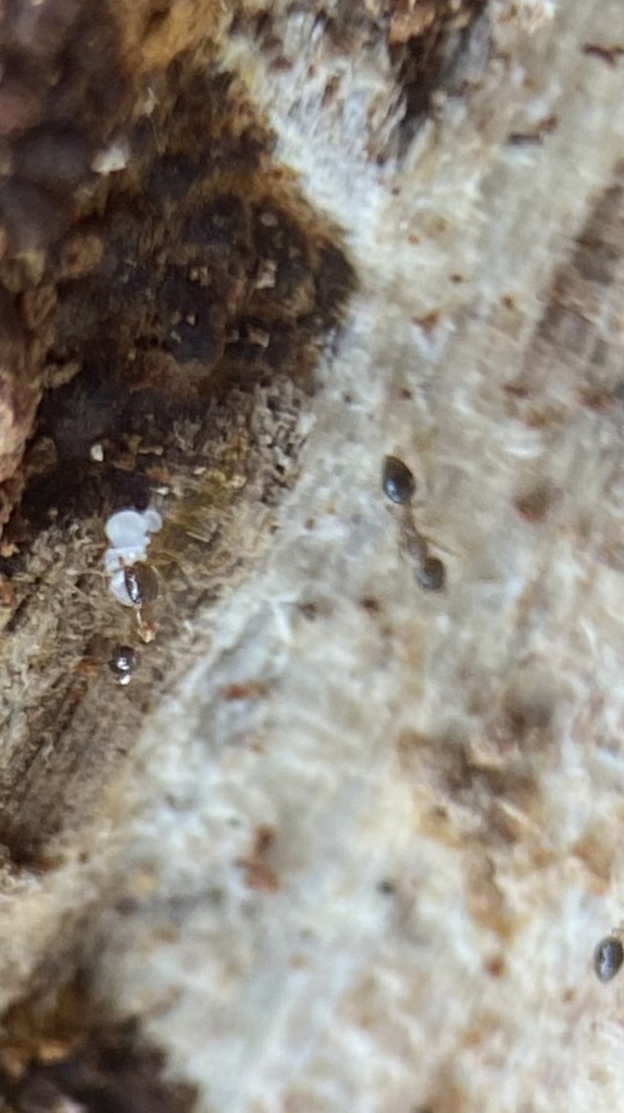 Flower Ant from Maui's Garden of Eden, Haiku, HI, US on July 18, 2023 ...