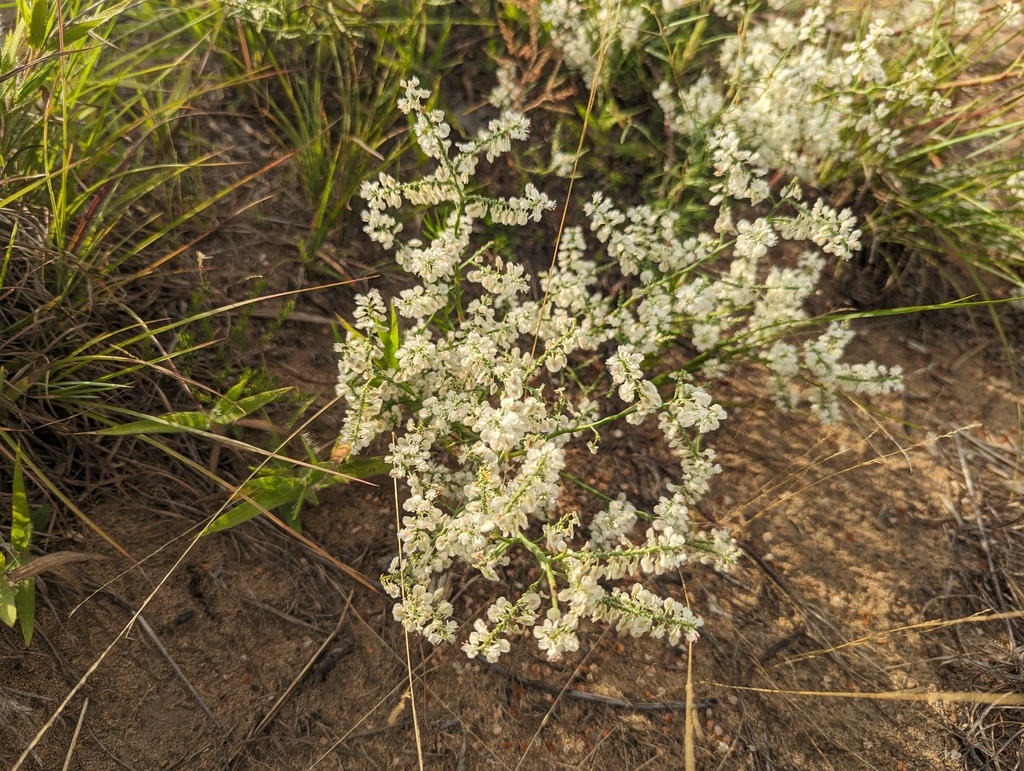 American jointweed in July 2023 by Ryan Sorrells · iNaturalist