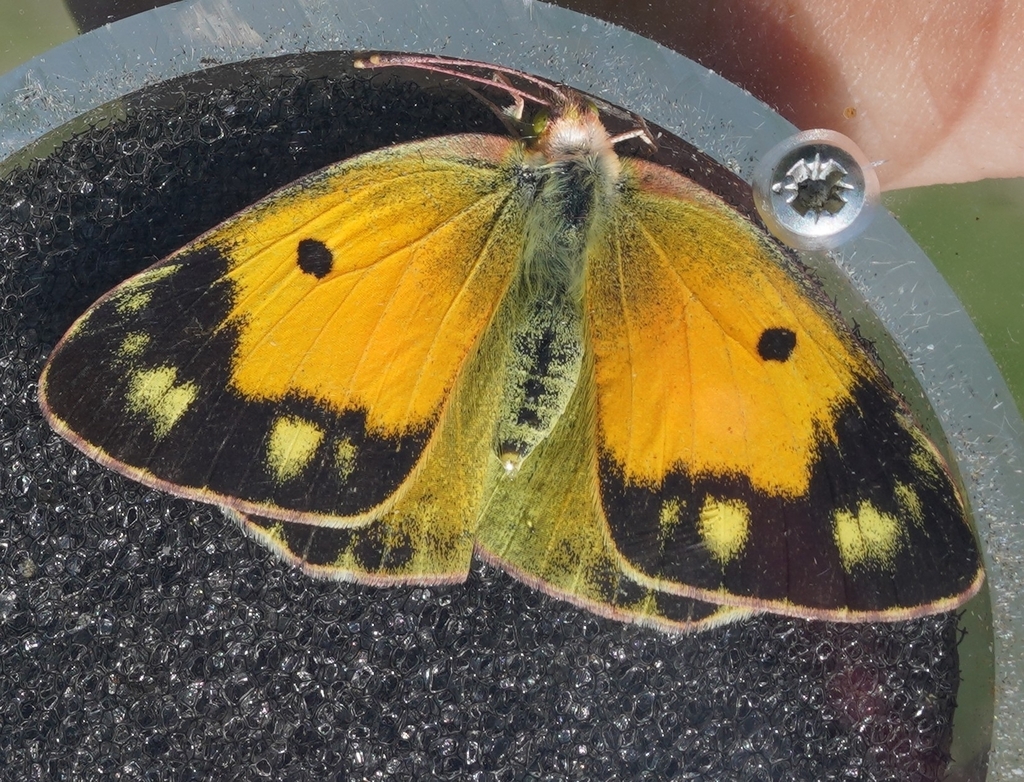 Colias thisoa from Gegharkunik, Armenien on July 7, 2023 at 10:39 AM by ...