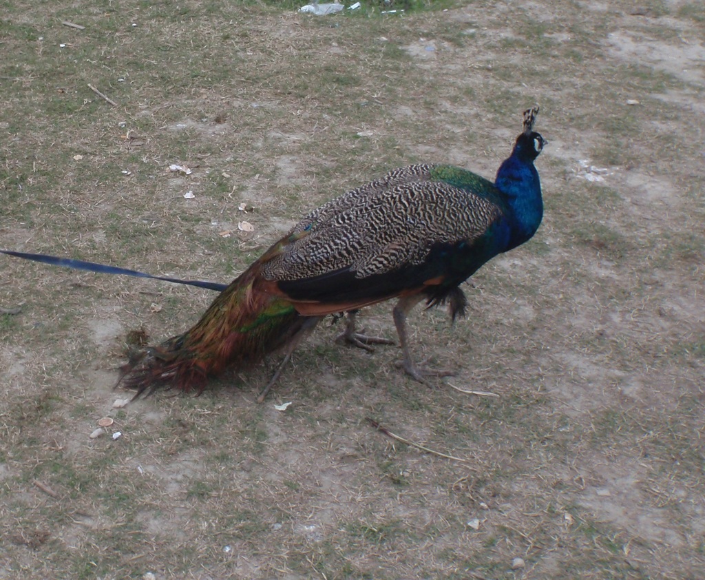 Indian Peafowl in October 2010 by Karim Haddad · iNaturalist