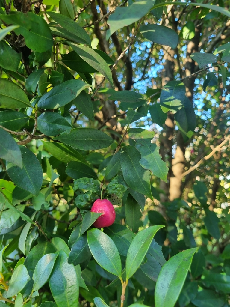 scrub cherry from Explorers Rd before Governors Dr, Lapstone NSW 2773 ...