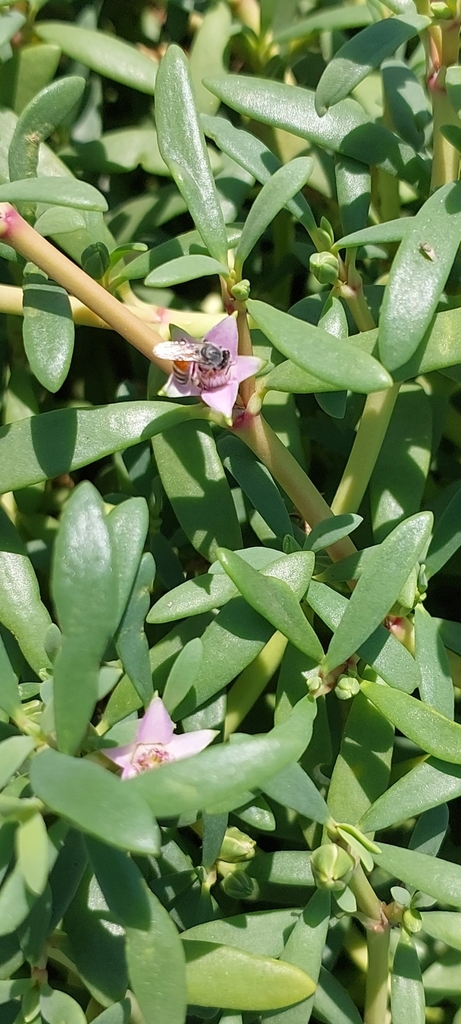 Red Dwarf Honey Bee from Al Asimah Governate, Kuwait on July 19, 2023 ...