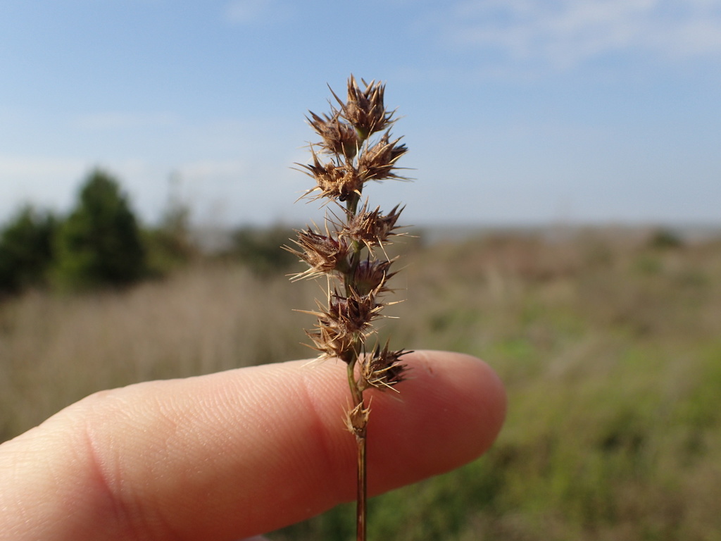 Southern Sandbur from Candy Abshier WMA on February 13, 2016 by Andy ...