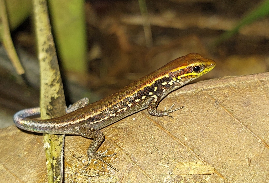 Enigmatic Rainbow-skink from Kiunga Rural LLG, Papua New Guinea on July ...