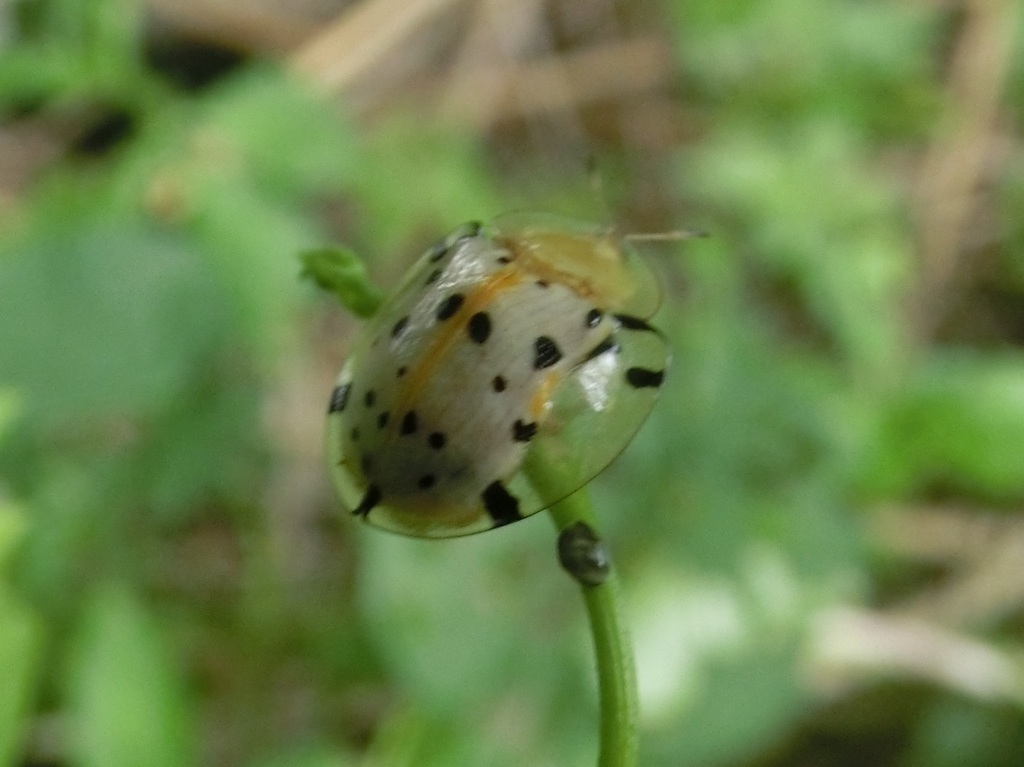 Asian Spotted Tortoise Beetle from 600台灣嘉義市 on July 19, 2023 at 01:31 ...