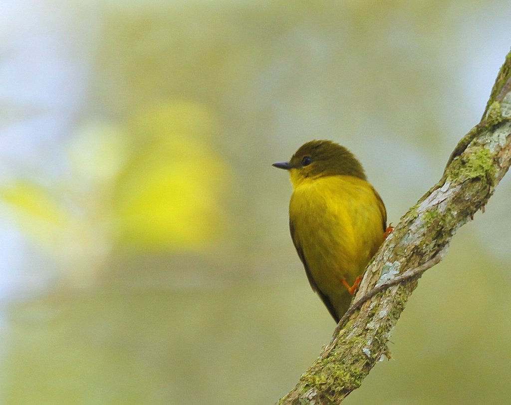 Canary Flyrobin (Devioeca papuana) - Avian Discovery