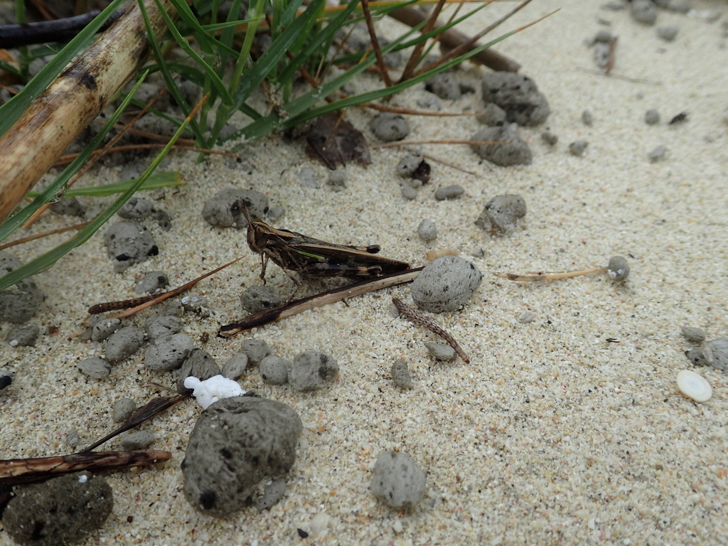 Aiolopus thalassinus tamulus in June 2023 by hakkahamushi · iNaturalist