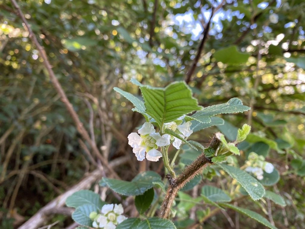 Yellow Himalayan Raspberry in July 2023 by dattard · iNaturalist