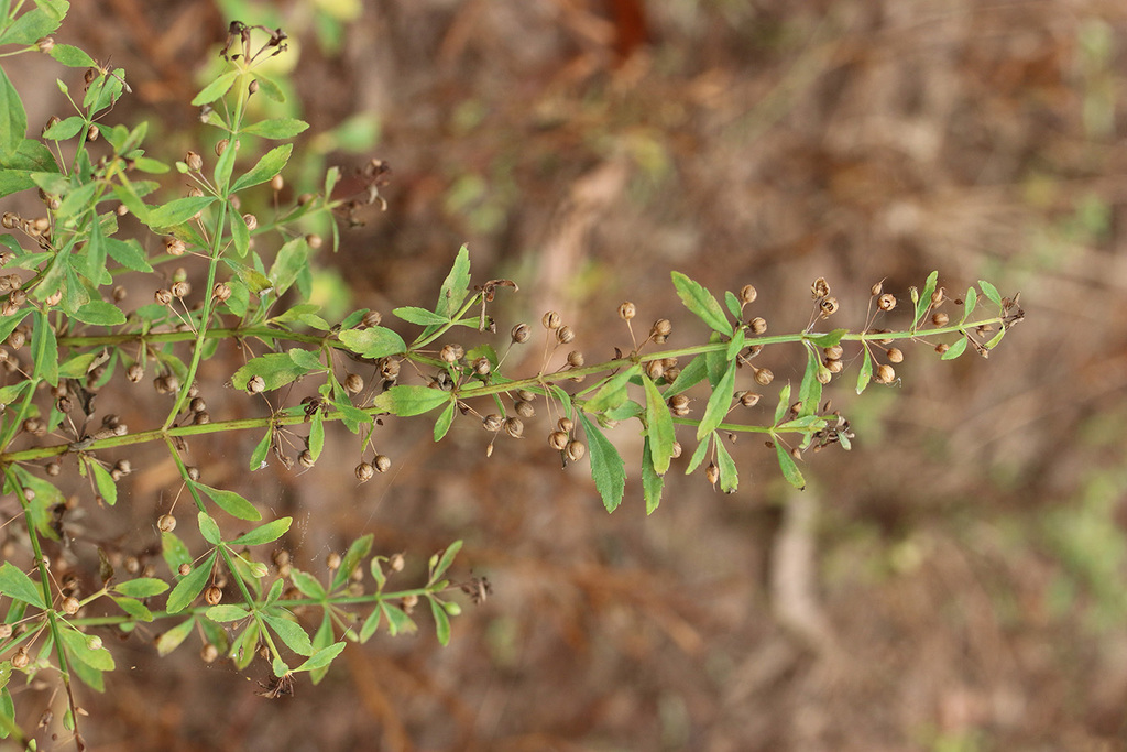 licorice weed from Bertiehaugh Station, Washdown, Cape York on May 22 ...